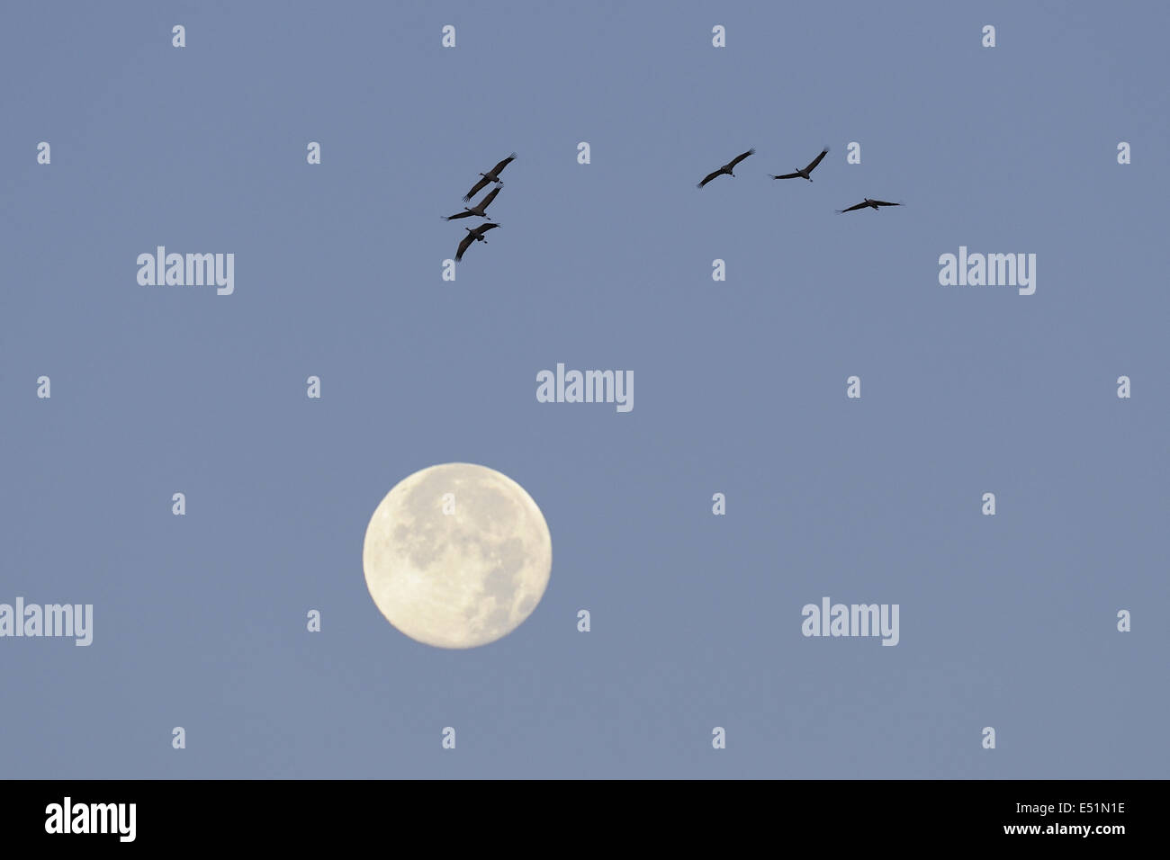 Common cranes and moon hi-res stock photography and images - Alamy