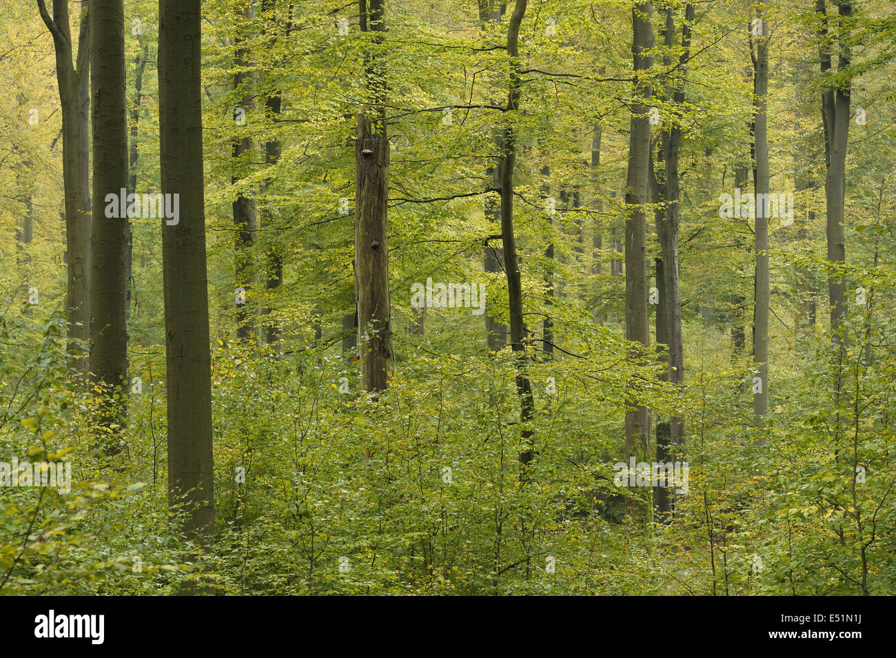 Beech forest in autumn, Spessart, Germany Stock Photo - Alamy