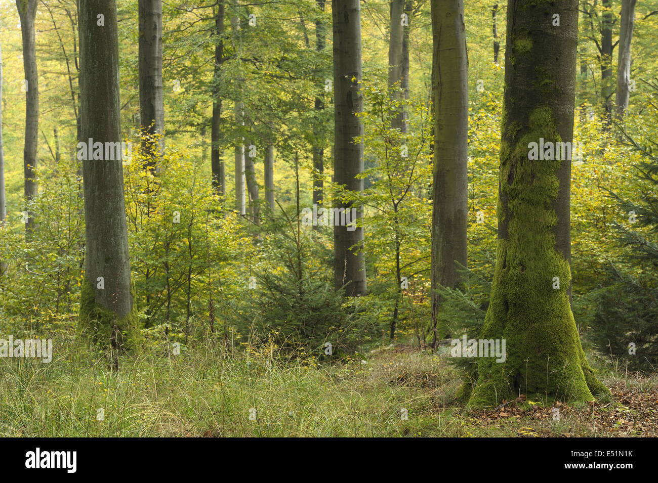 Spessart forest hi-res stock photography and images - Alamy