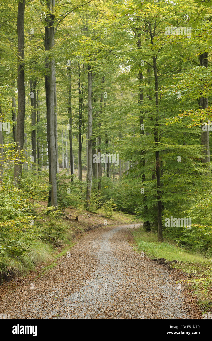 Forest path with beech trees hi-res stock photography and images - Alamy