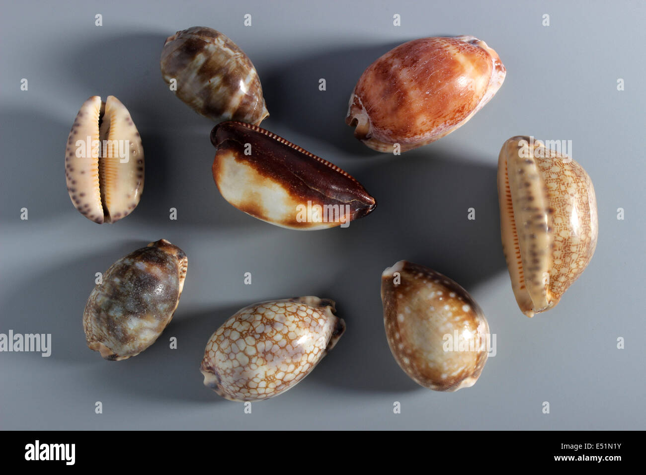 Cowries hi-res stock photography and images - Alamy