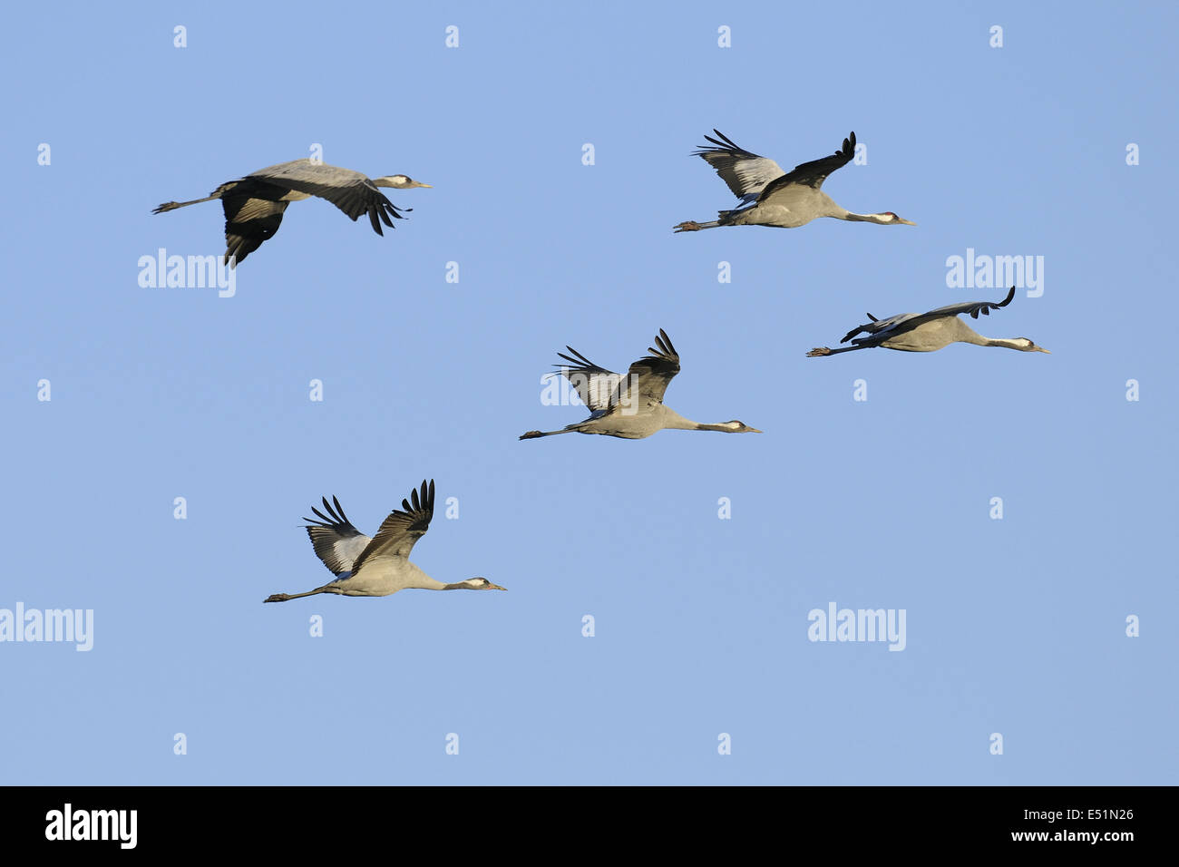 Migrating cranes grus hi-res stock photography and images - Alamy