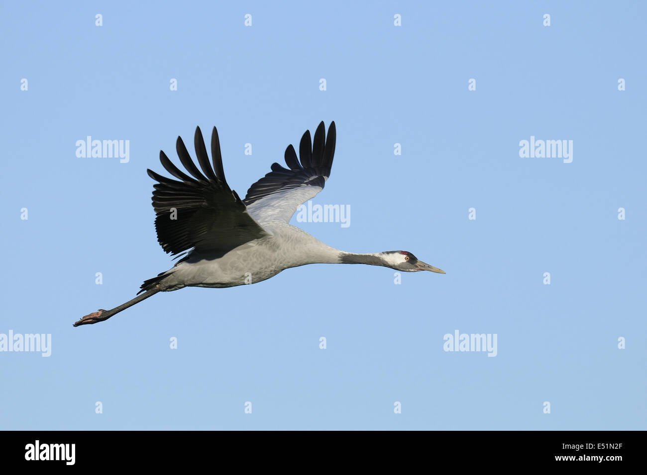 European crane hi-res stock photography and images - Alamy