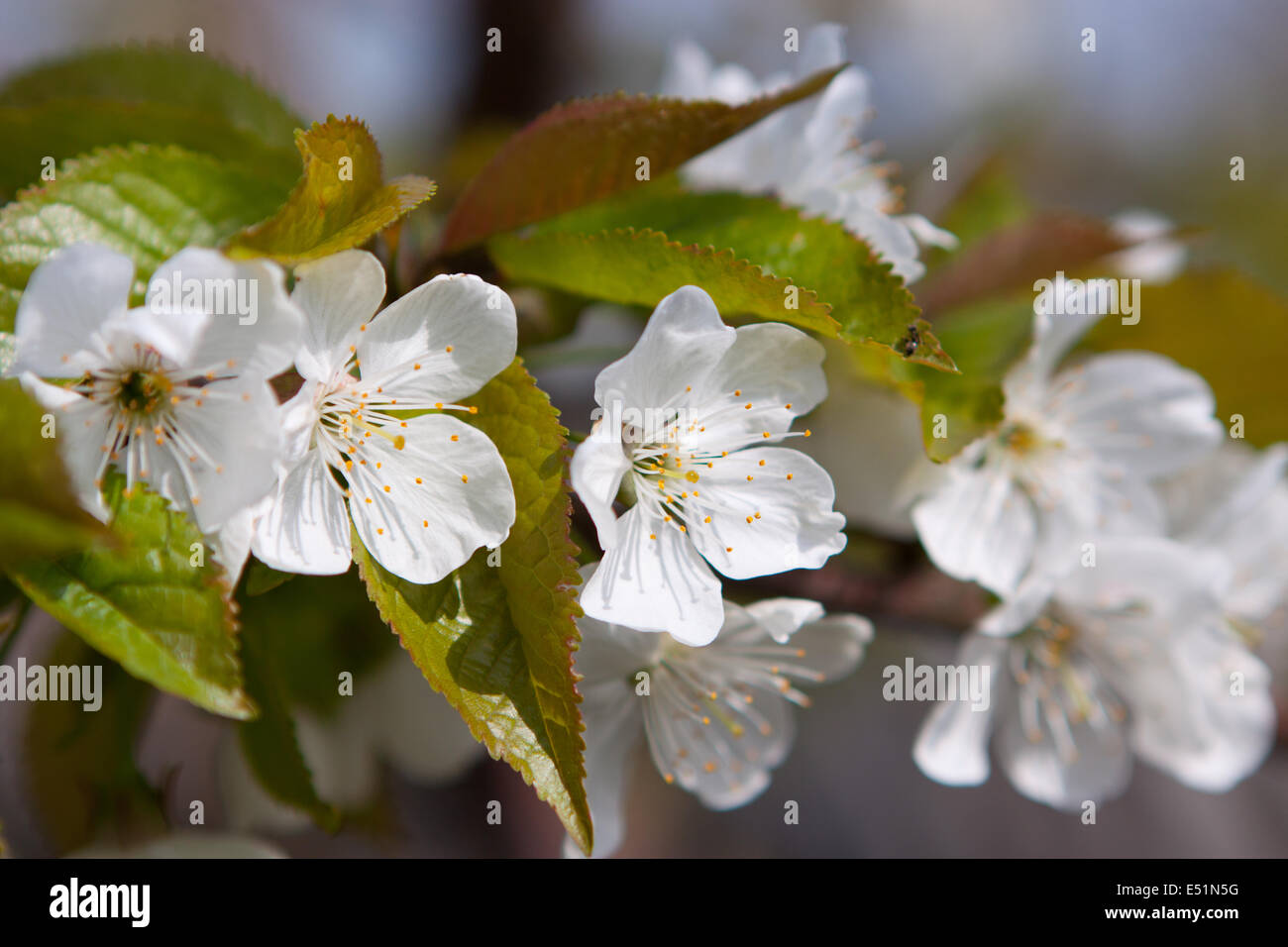 white apricot flowers Stock Photo - Alamy