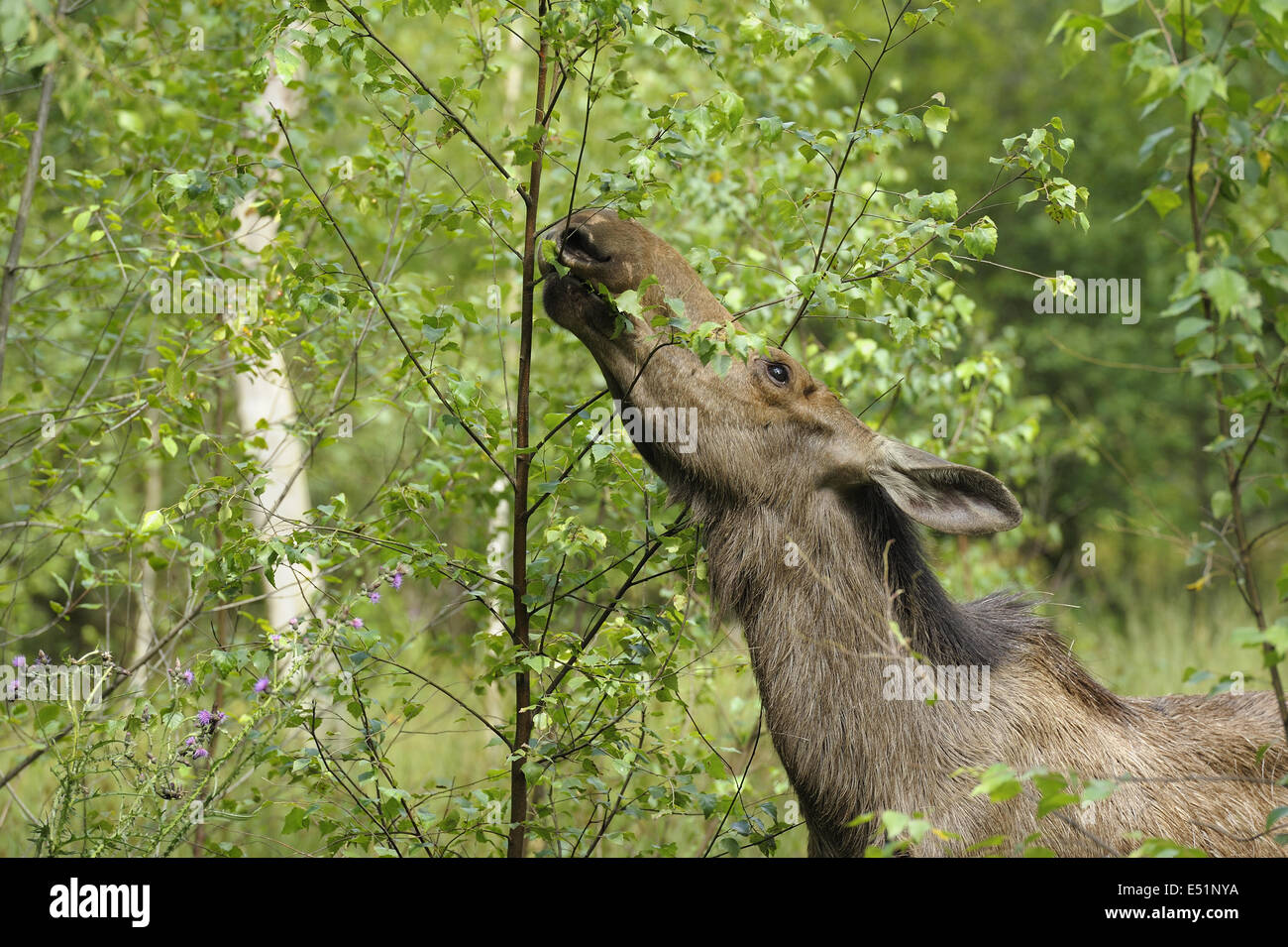 European Moose, Alces alces Stock Photo - Alamy