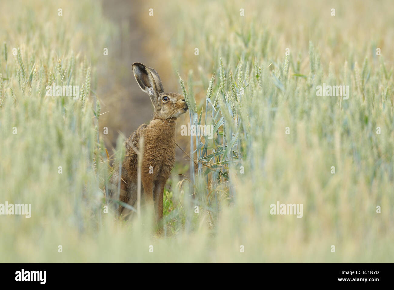 European brown hare, Lepus europaeus, Germany Stock Photo - Alamy