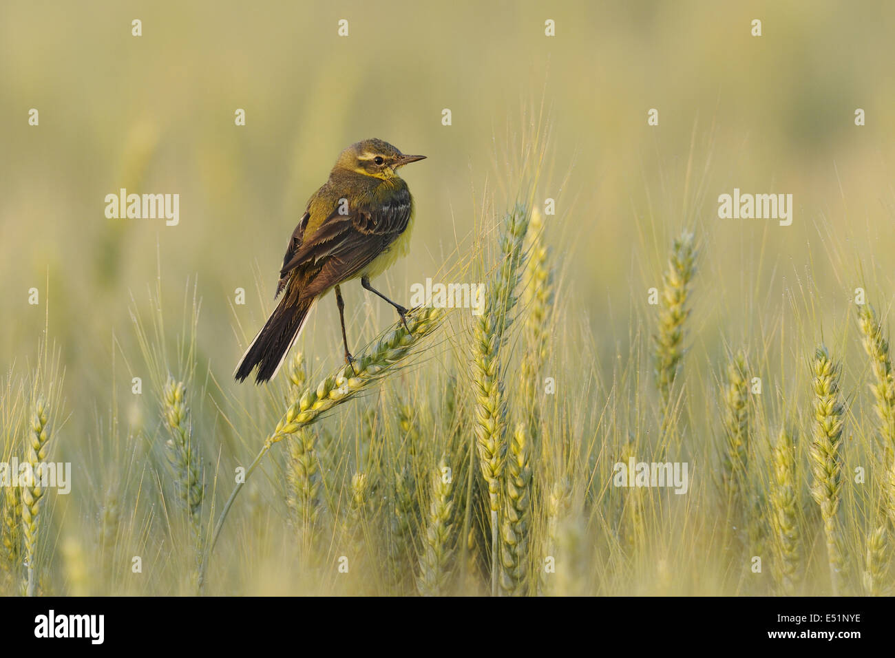 Yellow wagtail, Motacilla flava, Germany Stock Photo - Alamy
