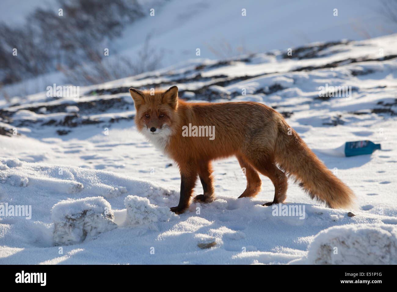 Fox shadow hi-res stock photography and images - Alamy