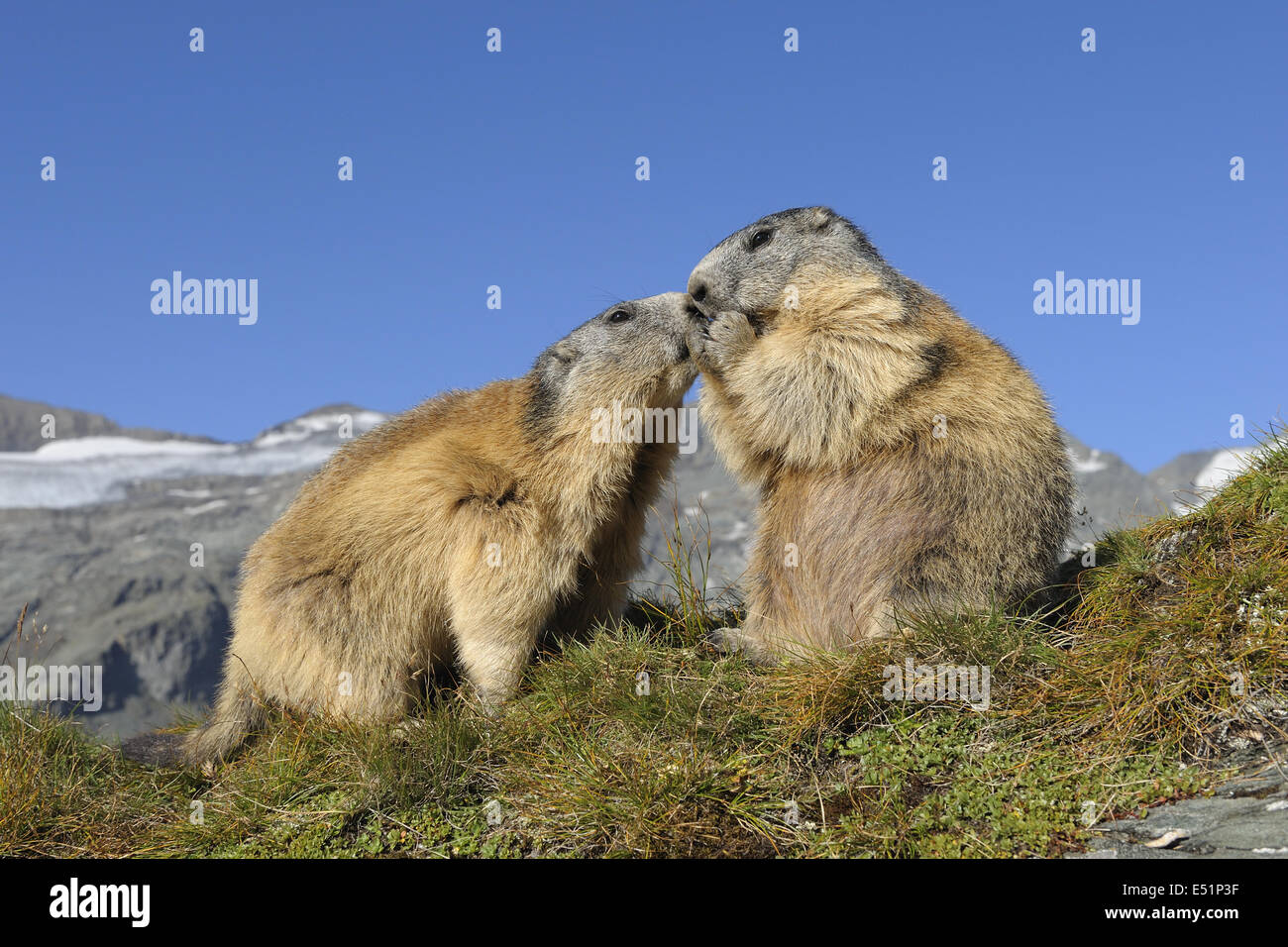 Marmots couple hi-res stock photography and images - Alamy