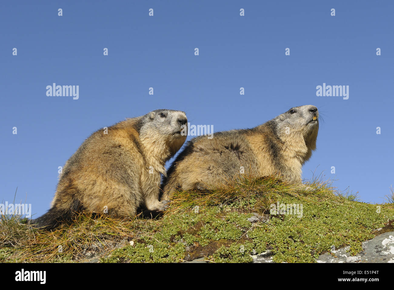 T gro hi-res stock photography and images - Alamy
