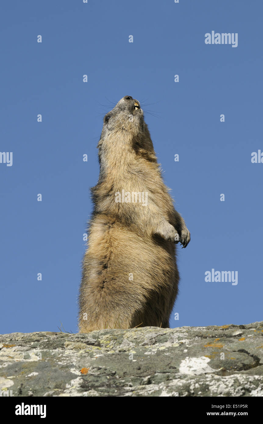 Marmot hi-res stock photography and images - Alamy