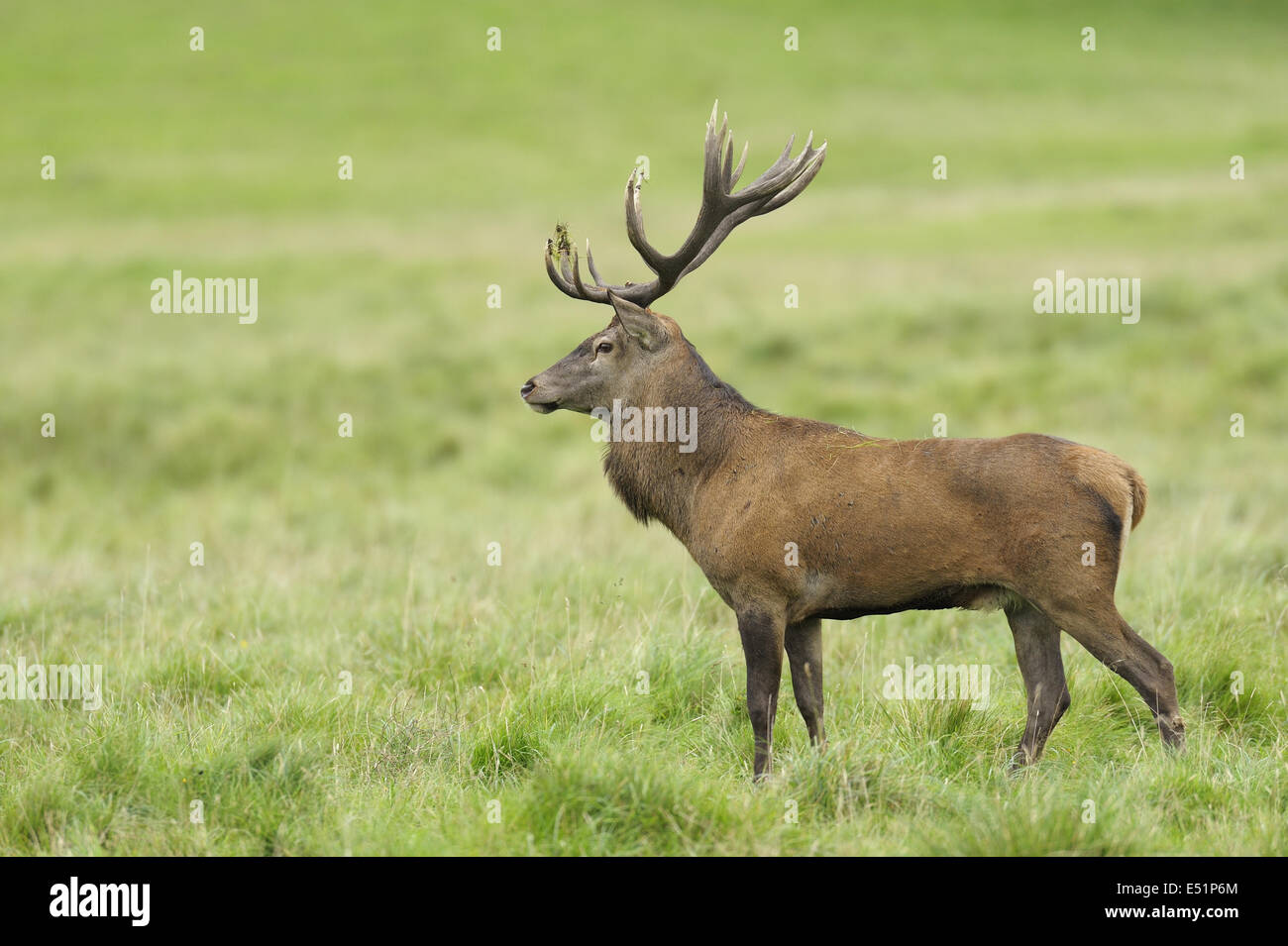 Denmark red hi-res stock photography and images - Alamy