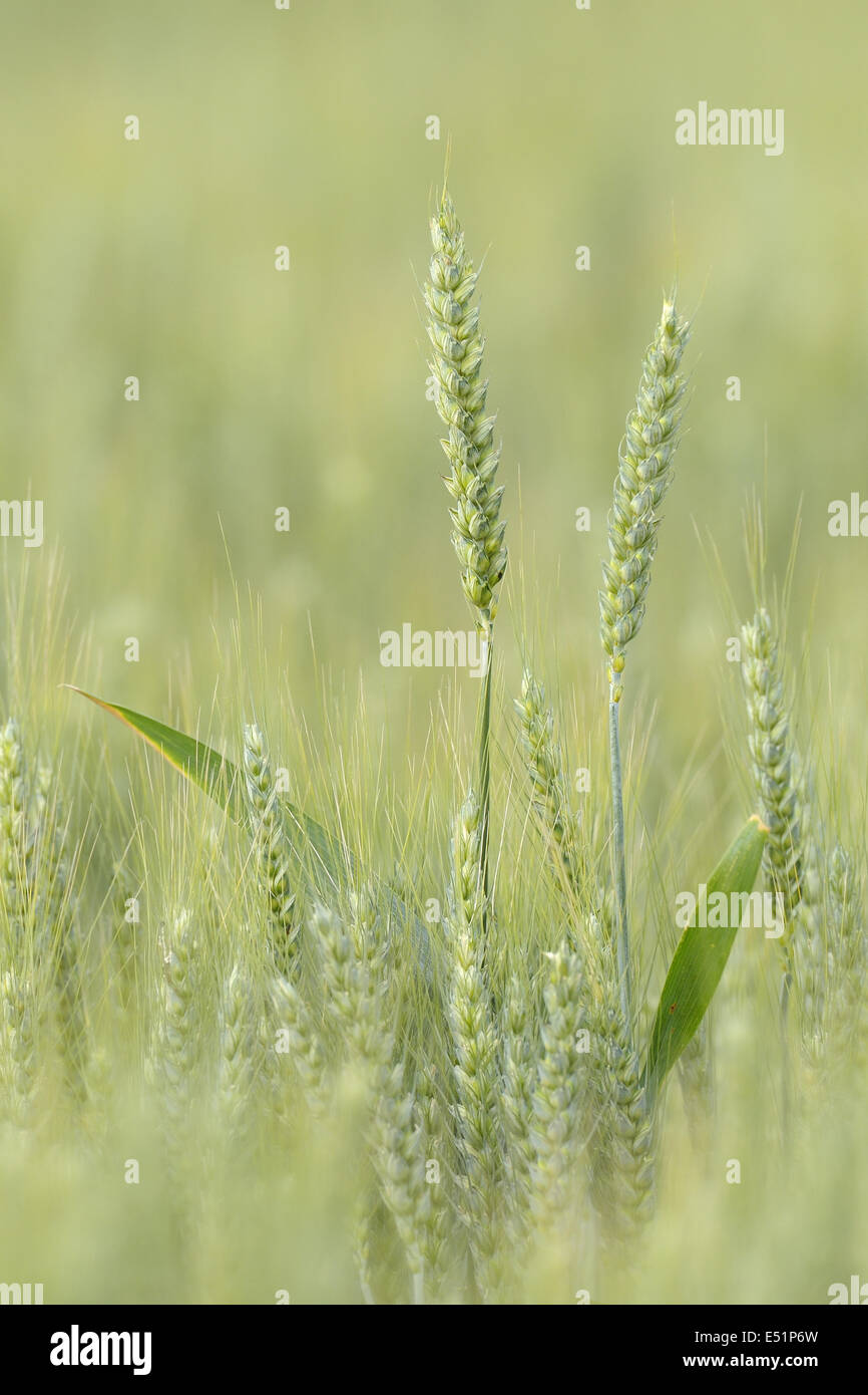 Germany wheat grain hi-res stock photography and images - Alamy