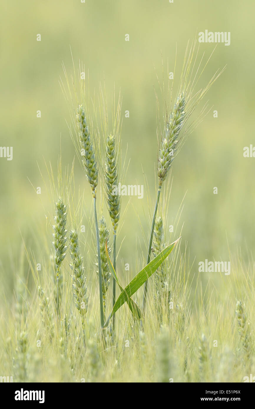 Germany wheat grain hi-res stock photography and images - Alamy