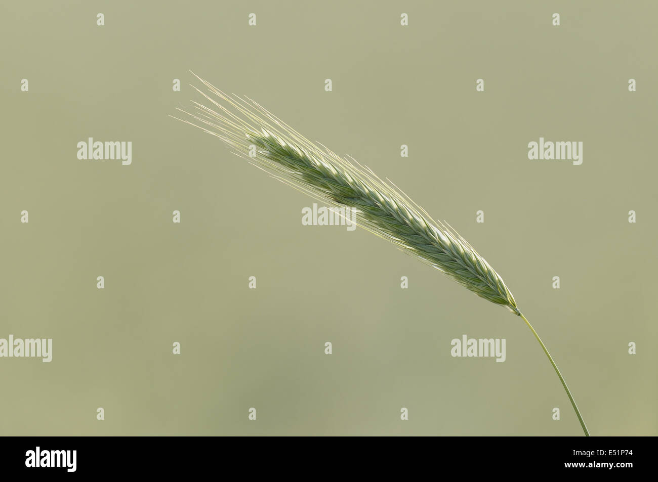 Barley detail hi-res stock photography and images - Alamy