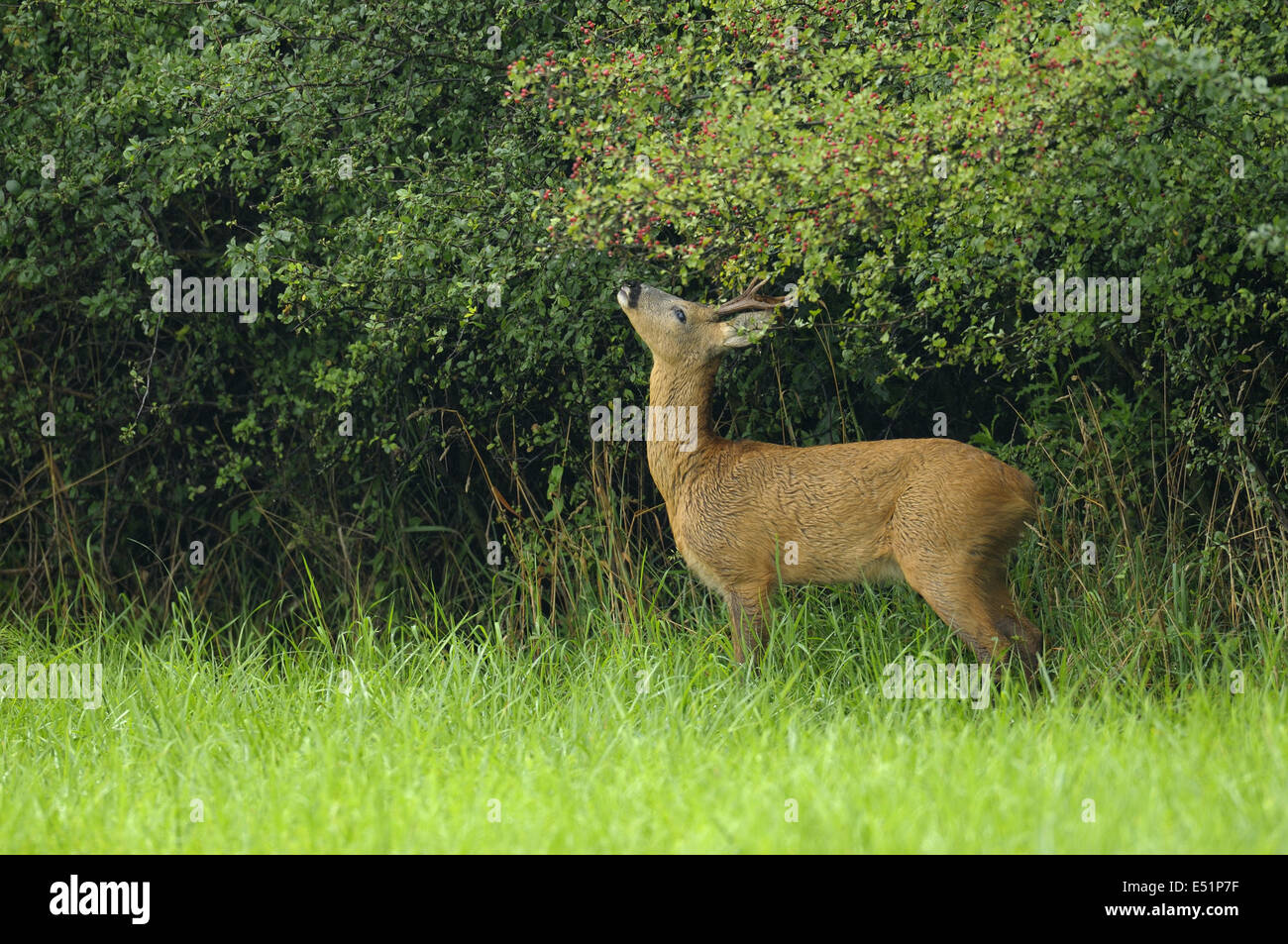 Capreolus ca hi-res stock photography and images - Alamy