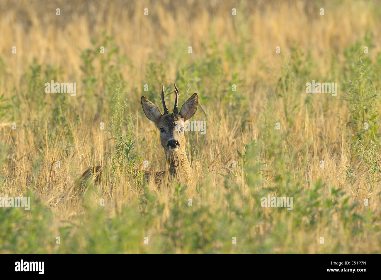 Roebuck, Capreolus capreolus, Germany Stock Photo - Alamy