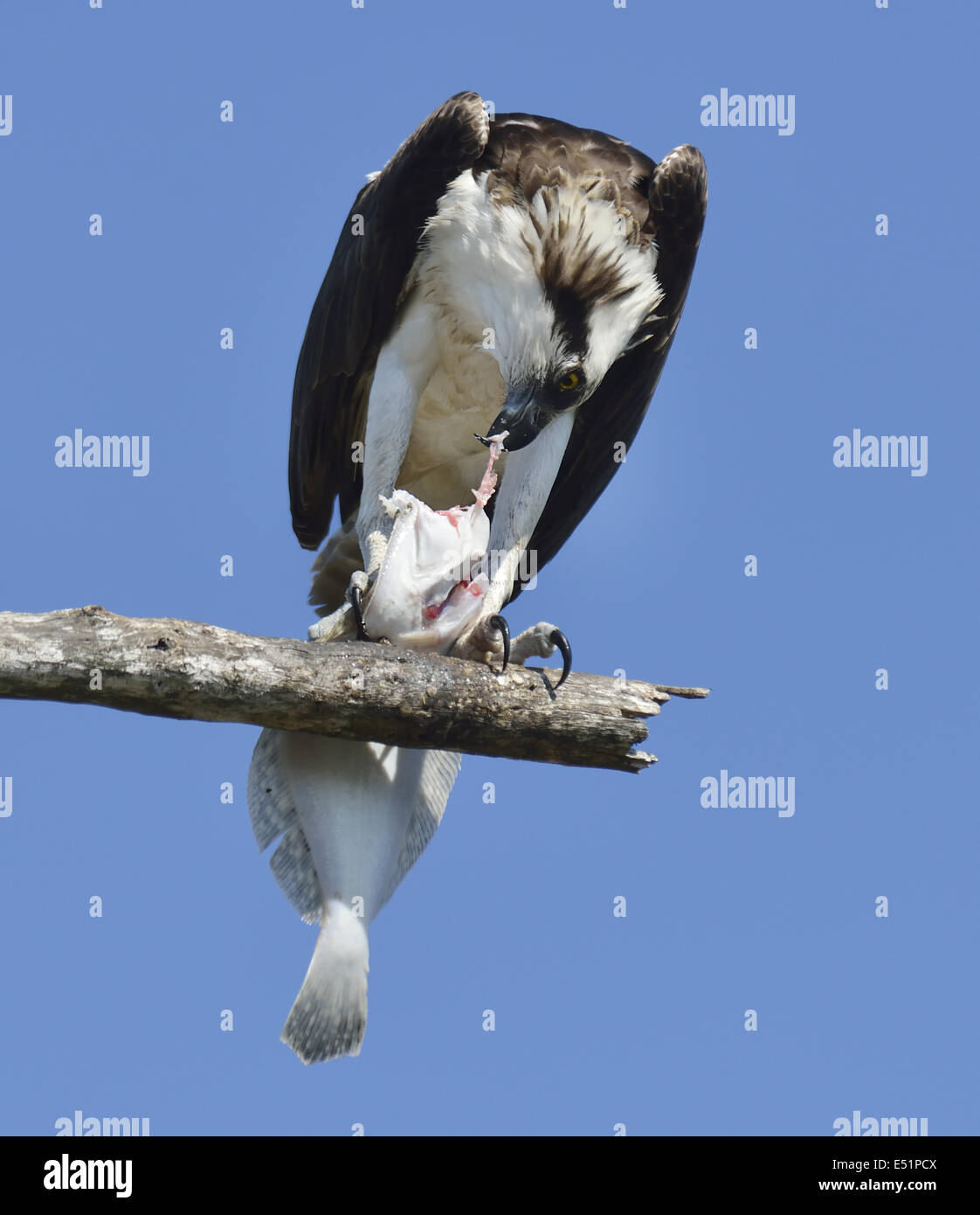 Feeding fish hi-res stock photography and images - Alamy