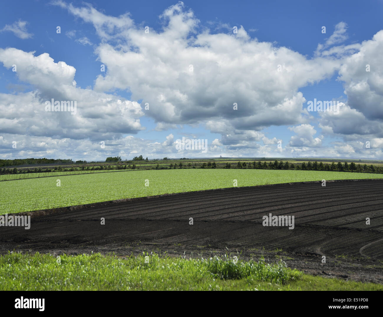 Field planted hi-res stock photography and images - Alamy