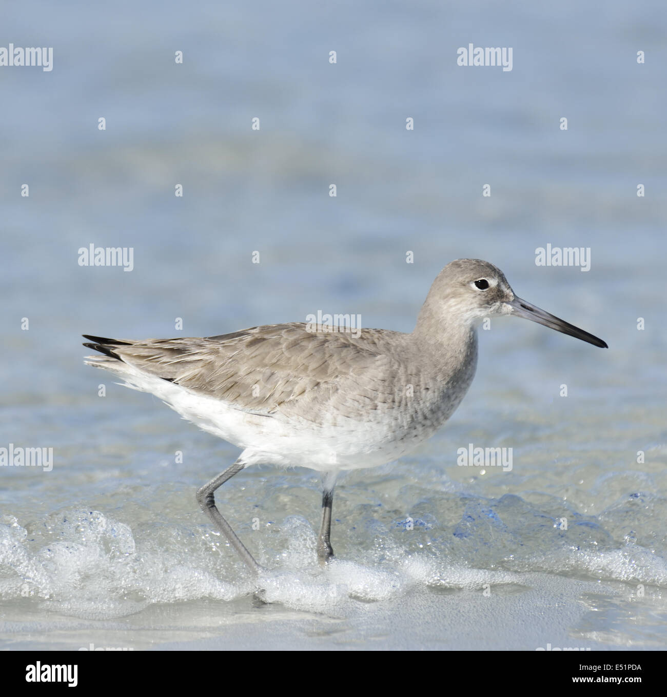 Willet bird hi-res stock photography and images - Alamy