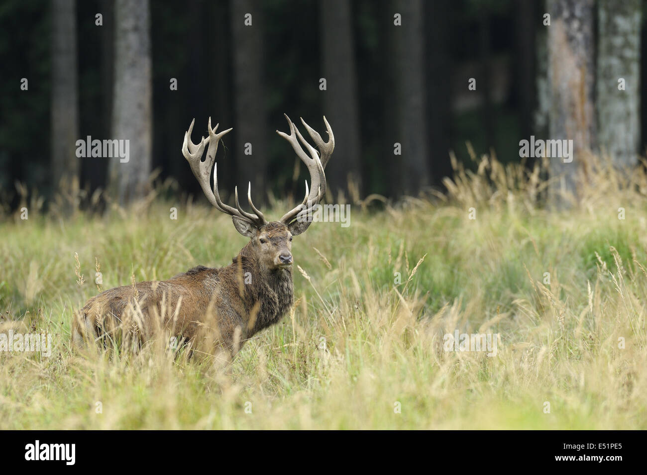 Red deer, Germany Stock Photo - Alamy