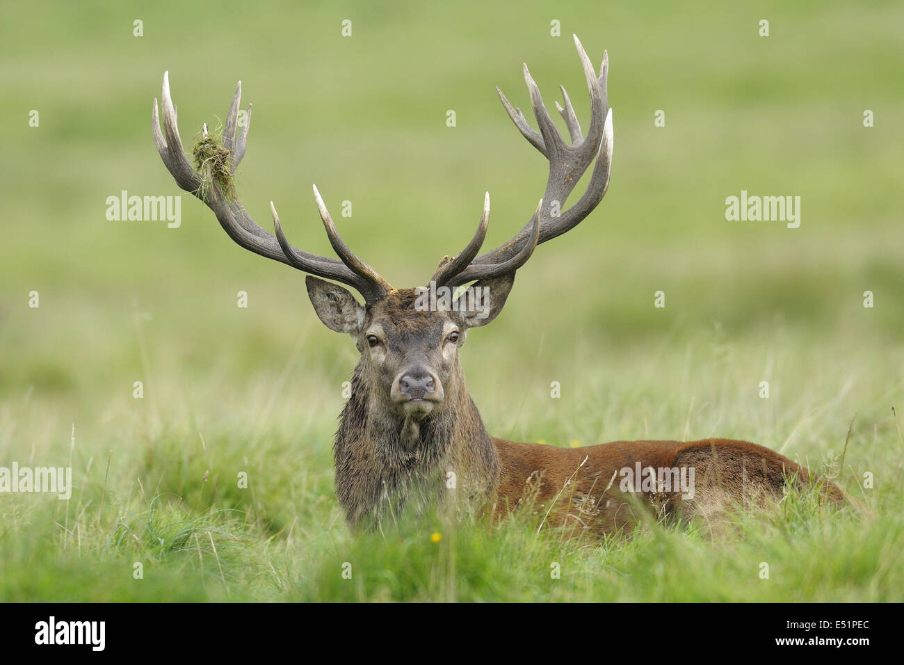 Red deer, Denmark Stock Photo - Alamy