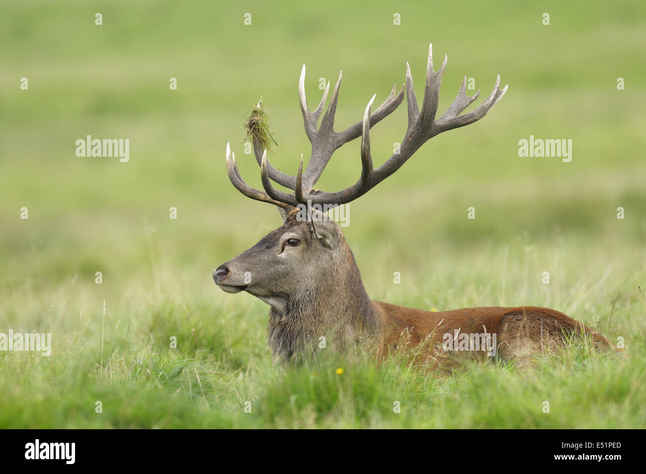 Denmark fauna hi-res stock photography and images - Alamy