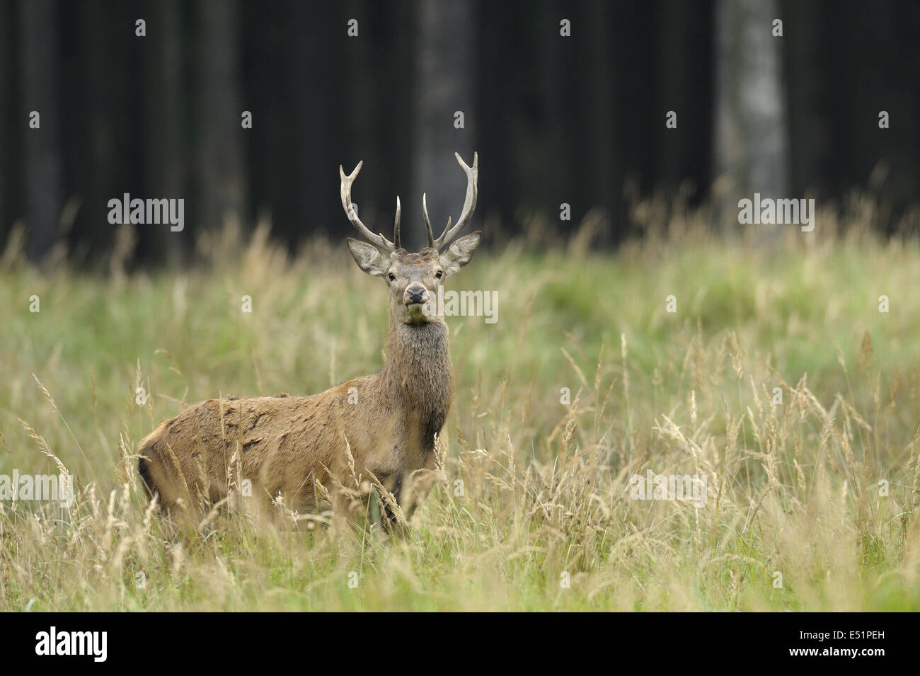 Germany deer animal people hi-res stock photography and images - Alamy
