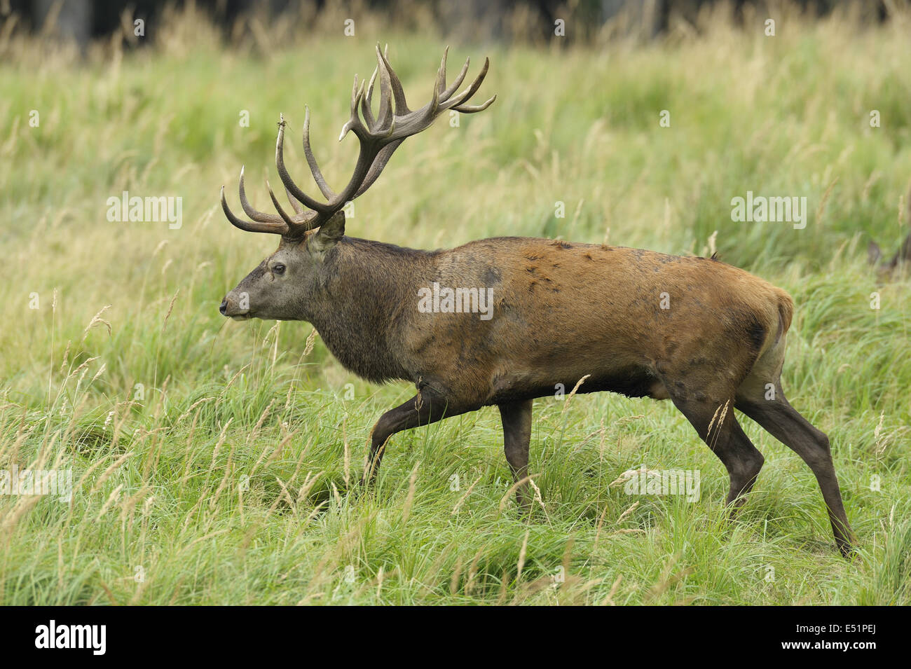 Red deer, Germany Stock Photo - Alamy