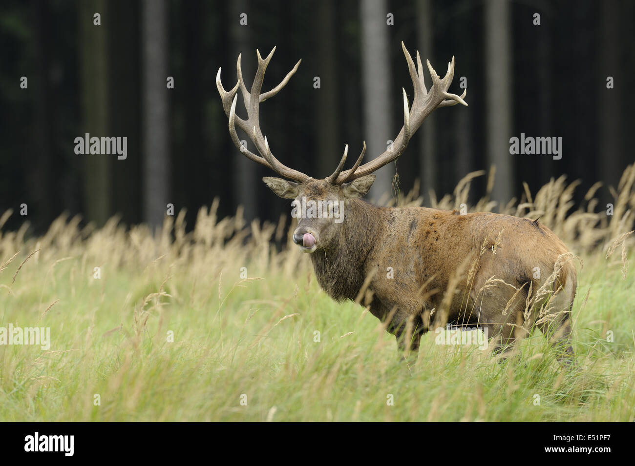 Germany deer animal people hi-res stock photography and images - Alamy