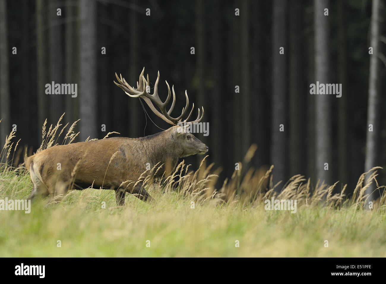 Red deer, Germany Stock Photo - Alamy