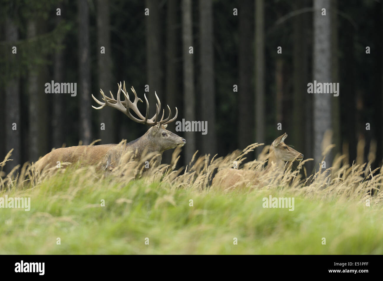 Rottier hi-res stock photography and images - Alamy