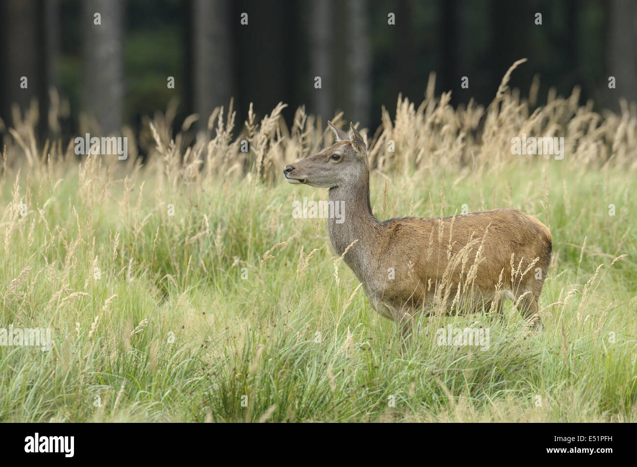 Red deer, Female, Germany Stock Photo - Alamy