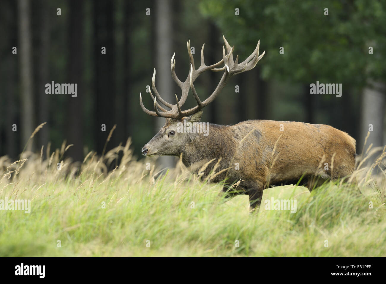 Red deer, Germany Stock Photo - Alamy