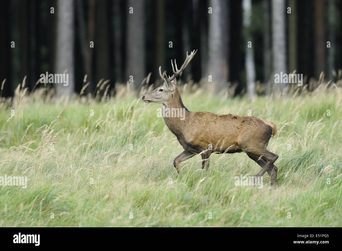Germany deer animal people hi-res stock photography and images - Alamy