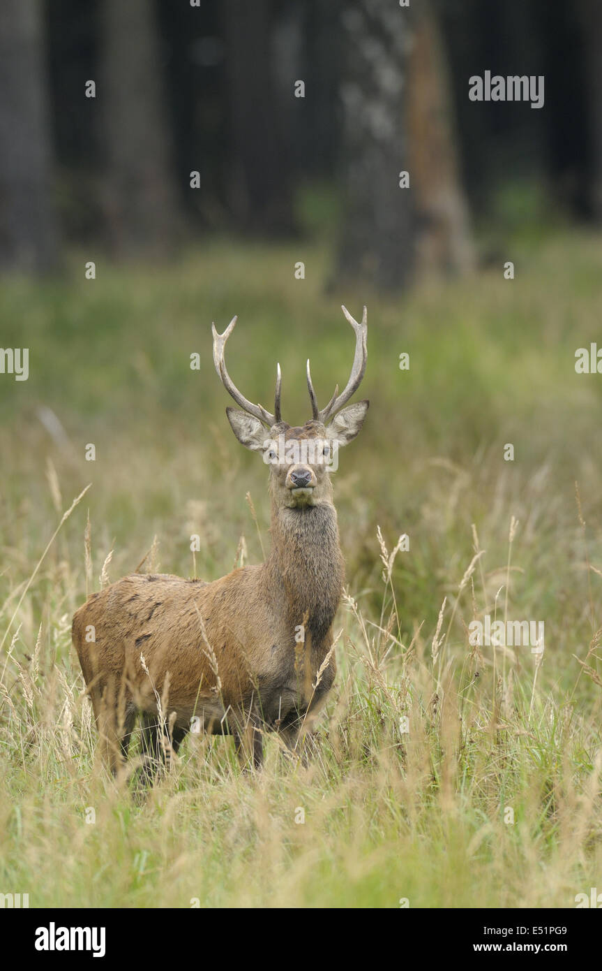 Red deer, Germany Stock Photo - Alamy