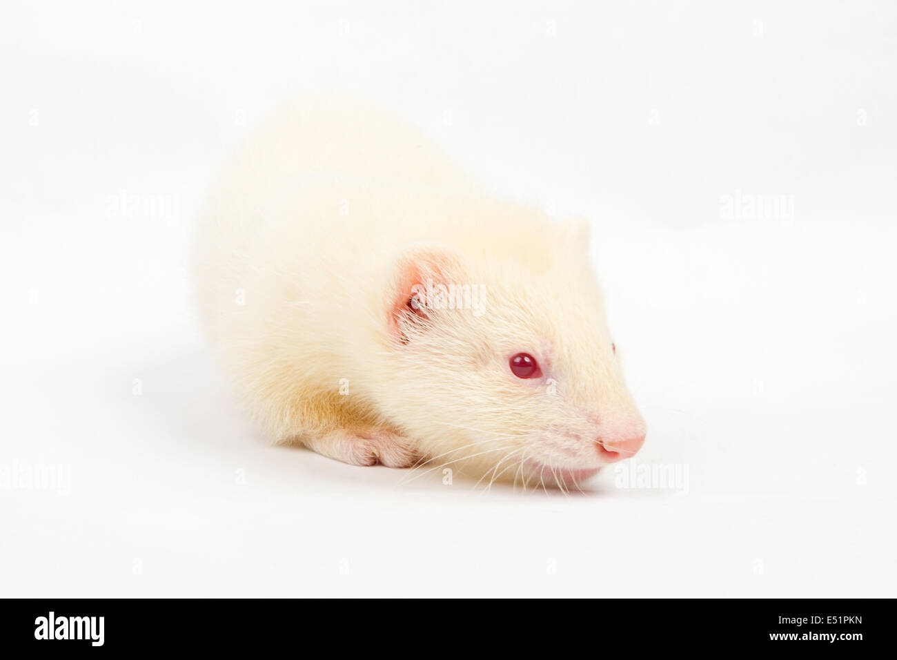 Predator ferret hi-res stock photography and images - Alamy