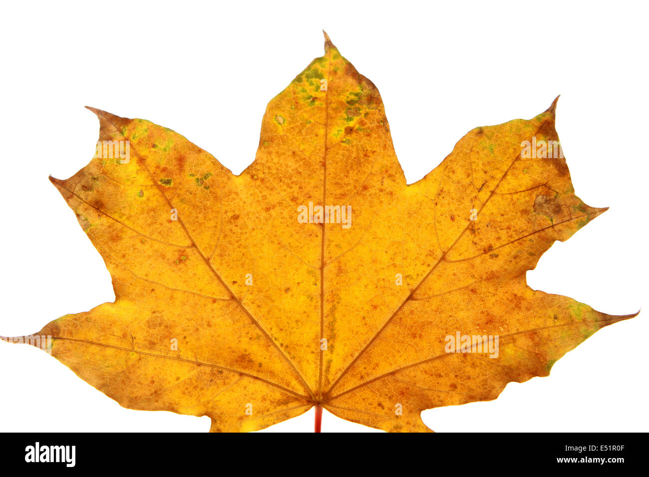 yellow maple leaf isolated Stock Photo - Alamy