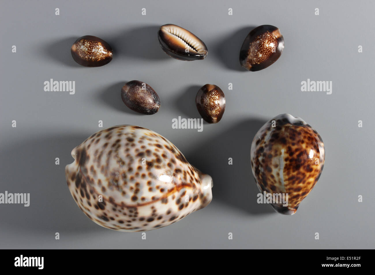 India tiger cowries cypraeidae hi-res stock photography and images - Alamy