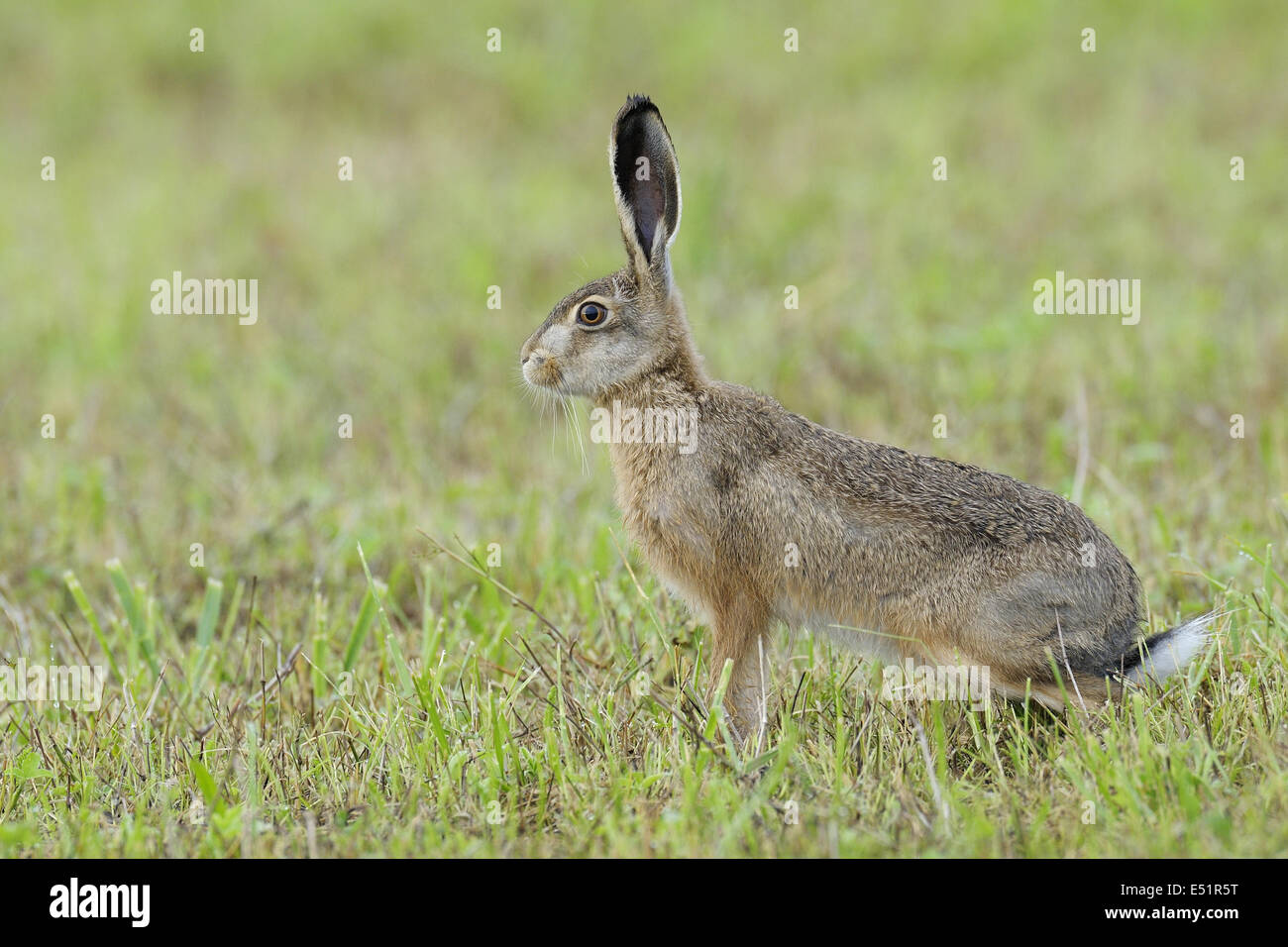 European brown hare, Lepus europaeus, Germany Stock Photo - Alamy