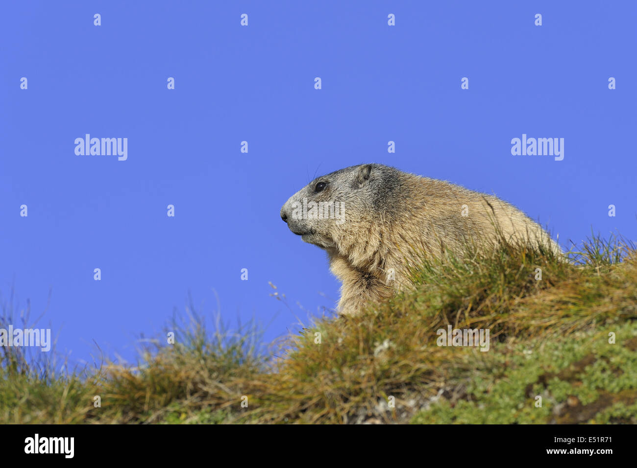 Marmot, Marmota marmota, Austria, Europe Stock Photo - Alamy