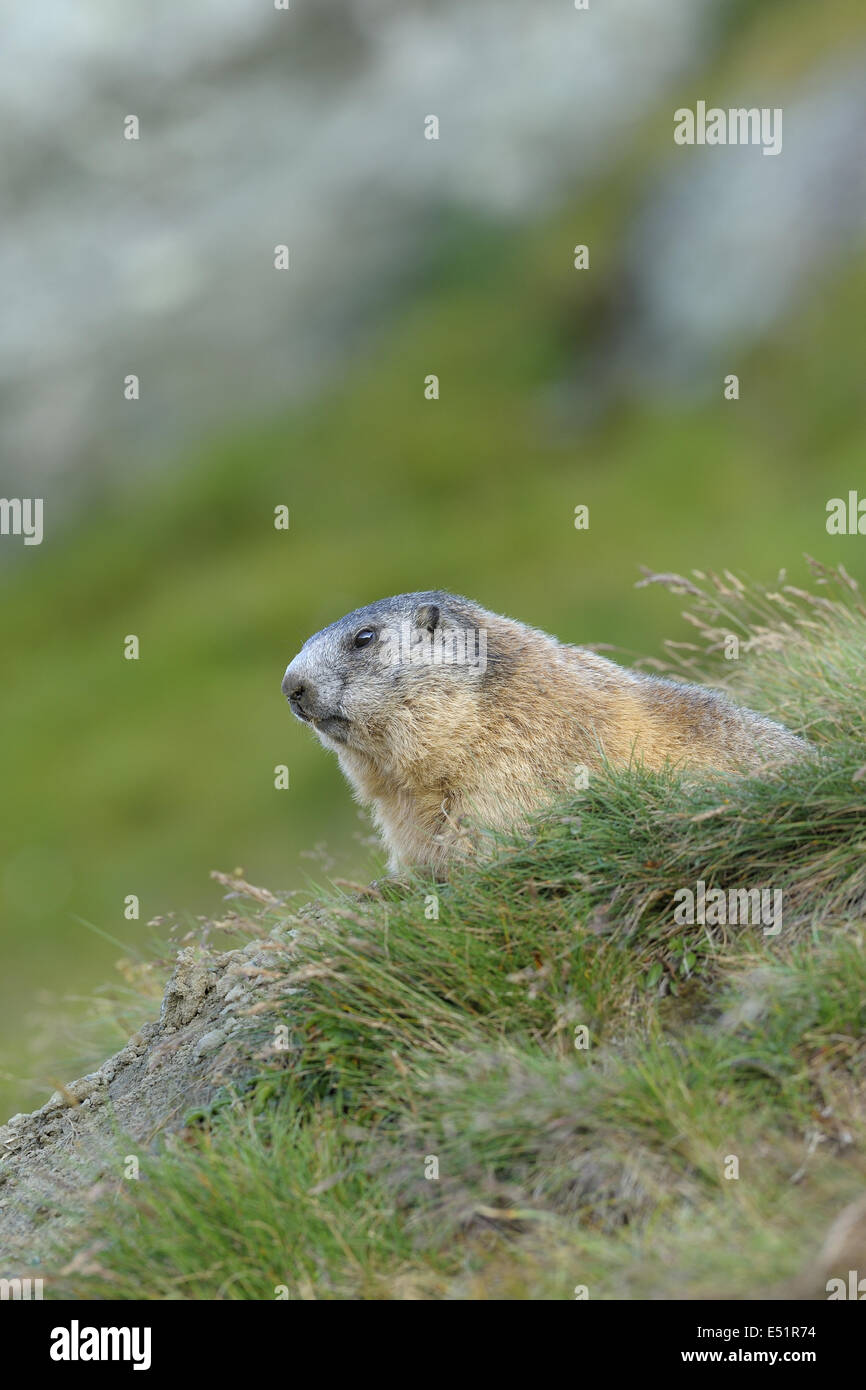 Marmot, Marmota marmota, Austria, Europe Stock Photo - Alamy