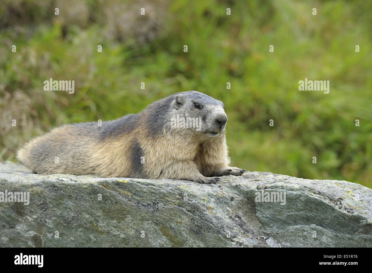 Marmota ma hi-res stock photography and images - Alamy