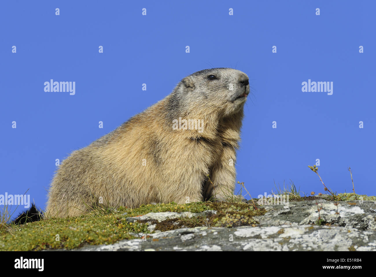 Marmota marmota marmota hi-res stock photography and images - Alamy