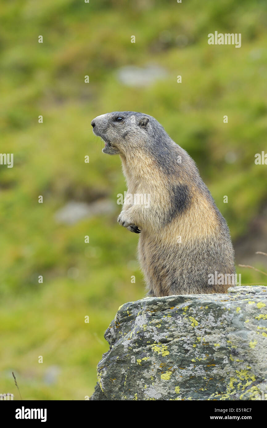 Marmot, Marmota marmota, Austria, Europe Stock Photo - Alamy
