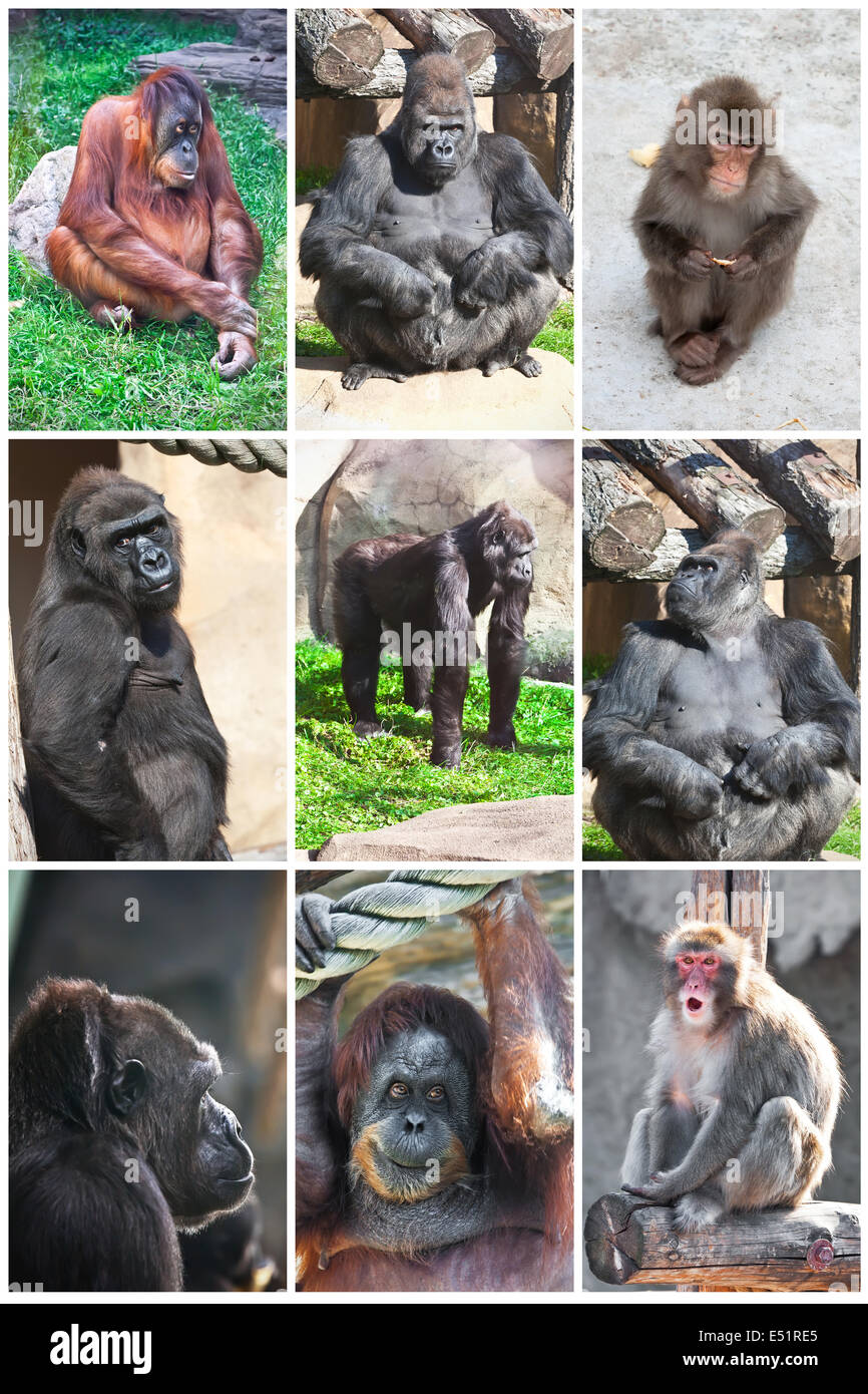 King of the monkeys hi-res stock photography and images - Alamy