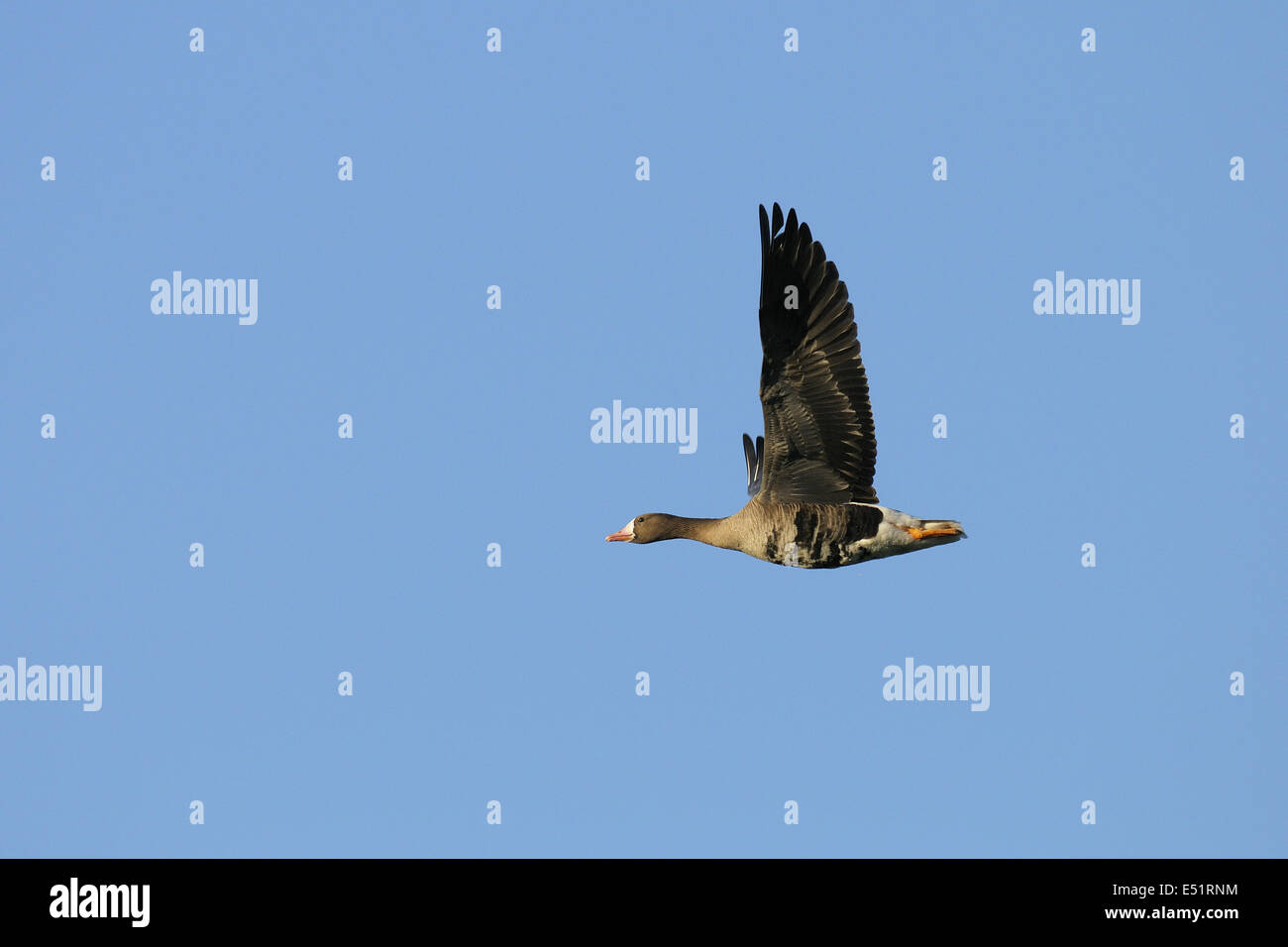 Fliegende vgel hi-res stock photography and images - Alamy