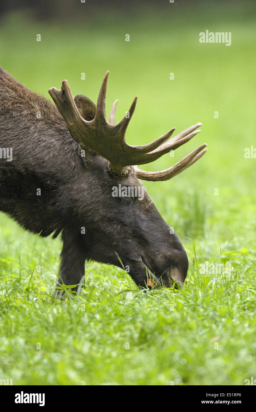 European moose, Alces alces Stock Photo - Alamy