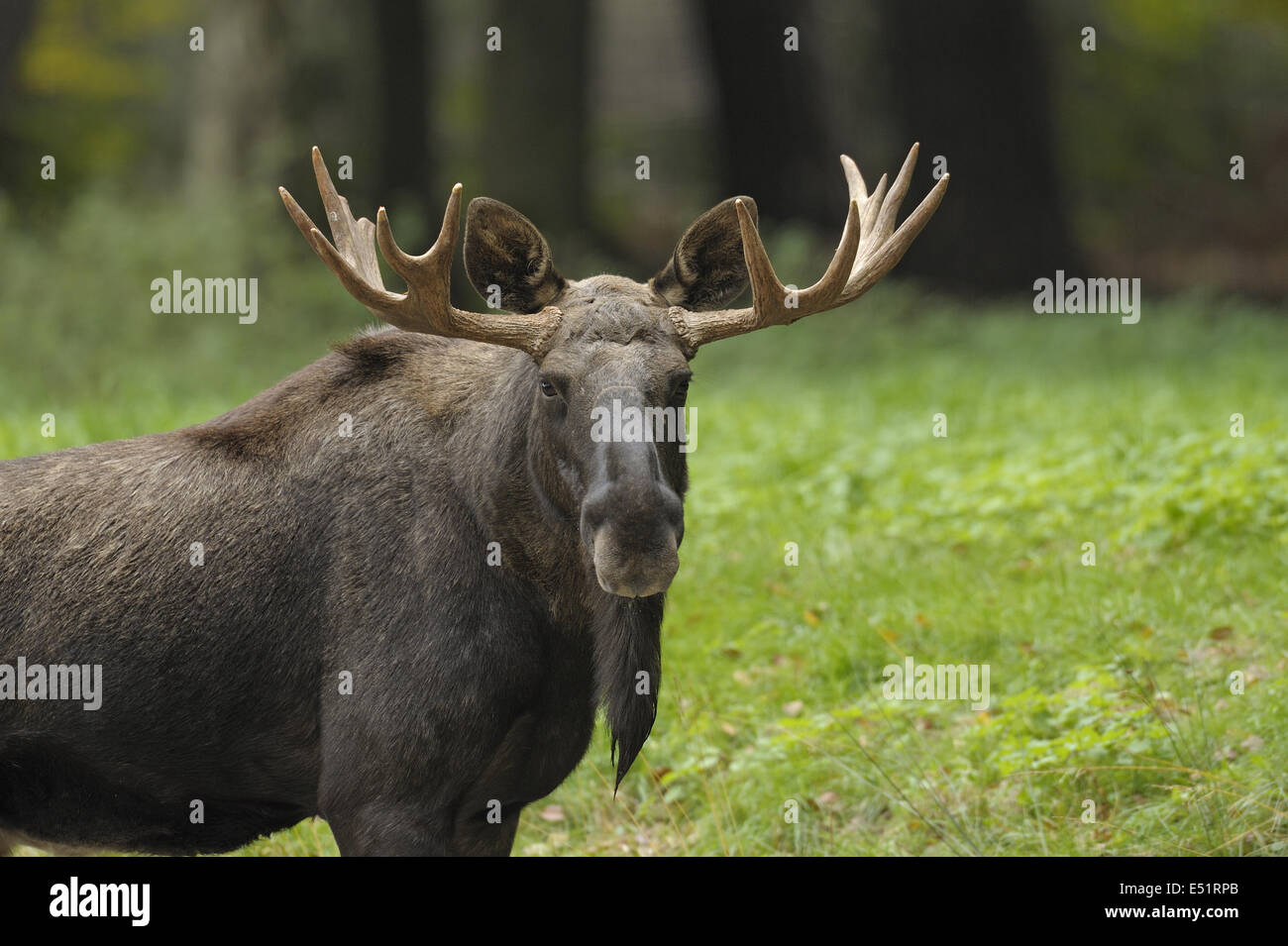 European moose, Alces alces Stock Photo - Alamy