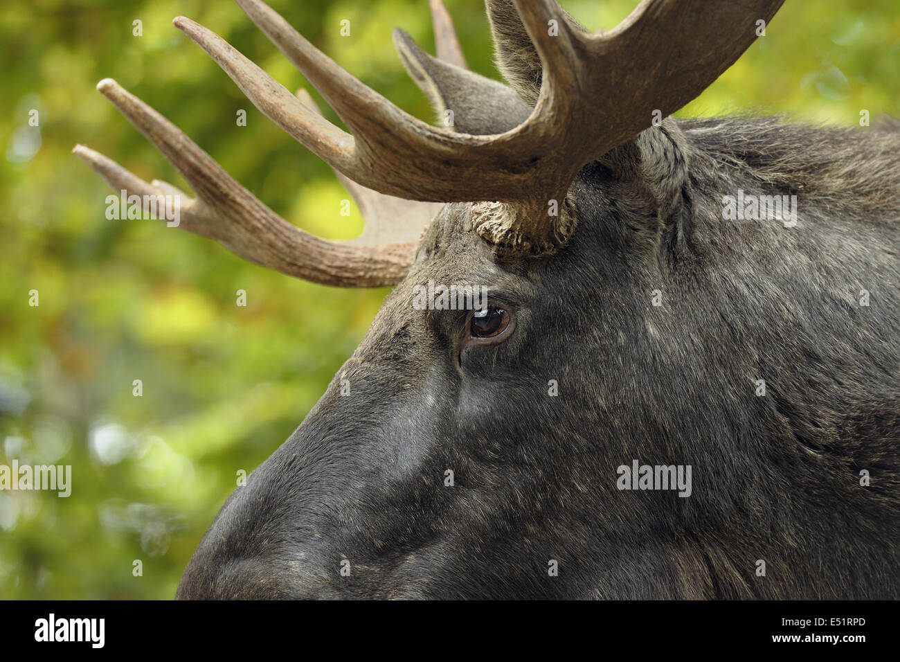 European moose, Alces alces Stock Photo - Alamy
